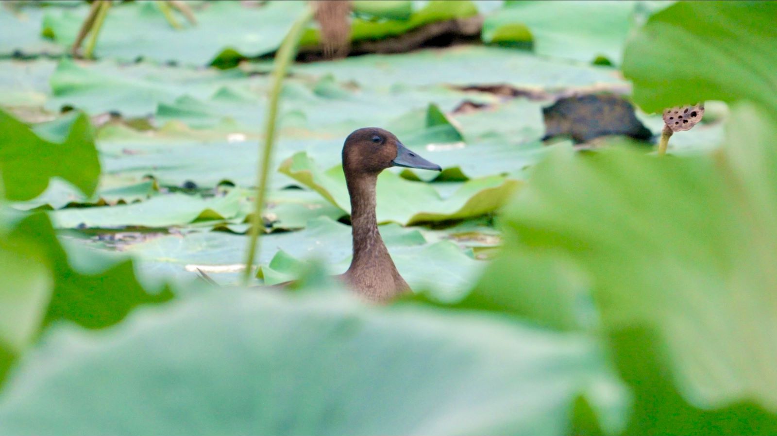 The government of Wuhan